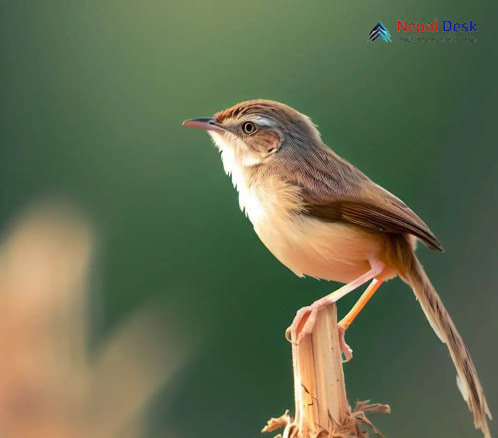 Brown Prinia: A Rustic Virtuoso of the Grasslands | Nepal Desk